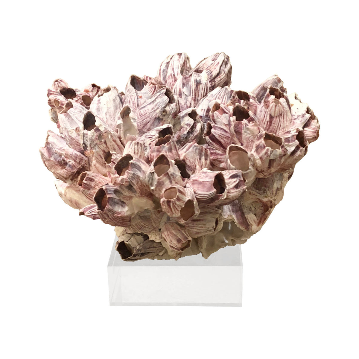Barnacle Coral On Acrylic Base - Medium – Accents of the South